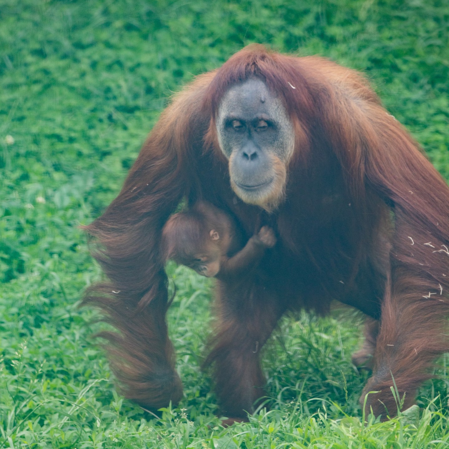 Support Conservation On Threatened Species Day At The Zoo - Zoos - USA ...