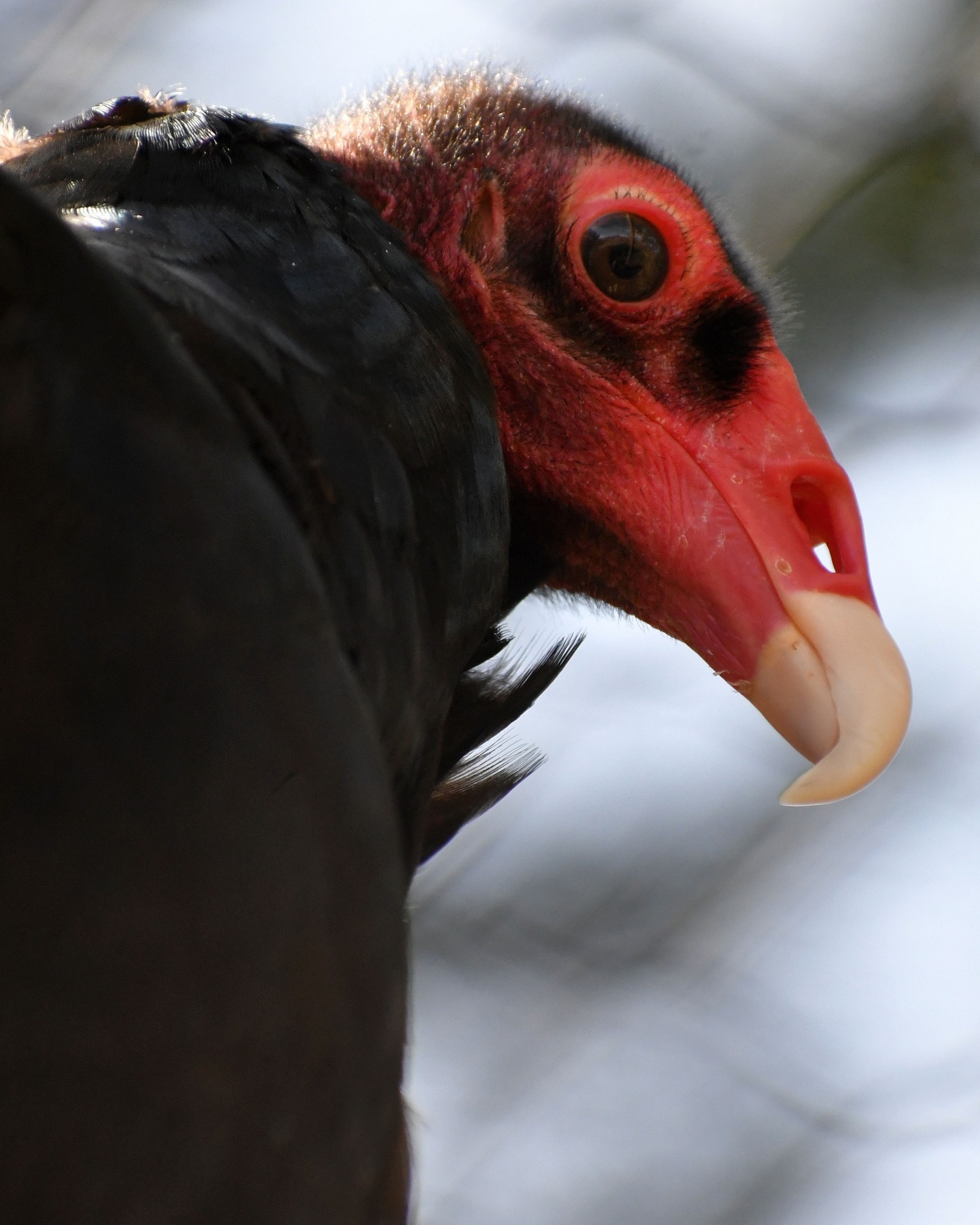 The Essential Role Of Vultures In Our Ecosystems - Grizzly And Wolf ...