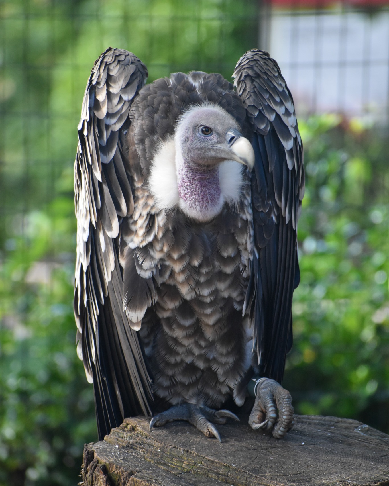 The Importance Of Vultures In Ecosystem Health And Cleansing ...