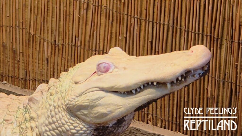 Sirphis The Albino American Alligator: A Neighborhood Presence - Clyde ...