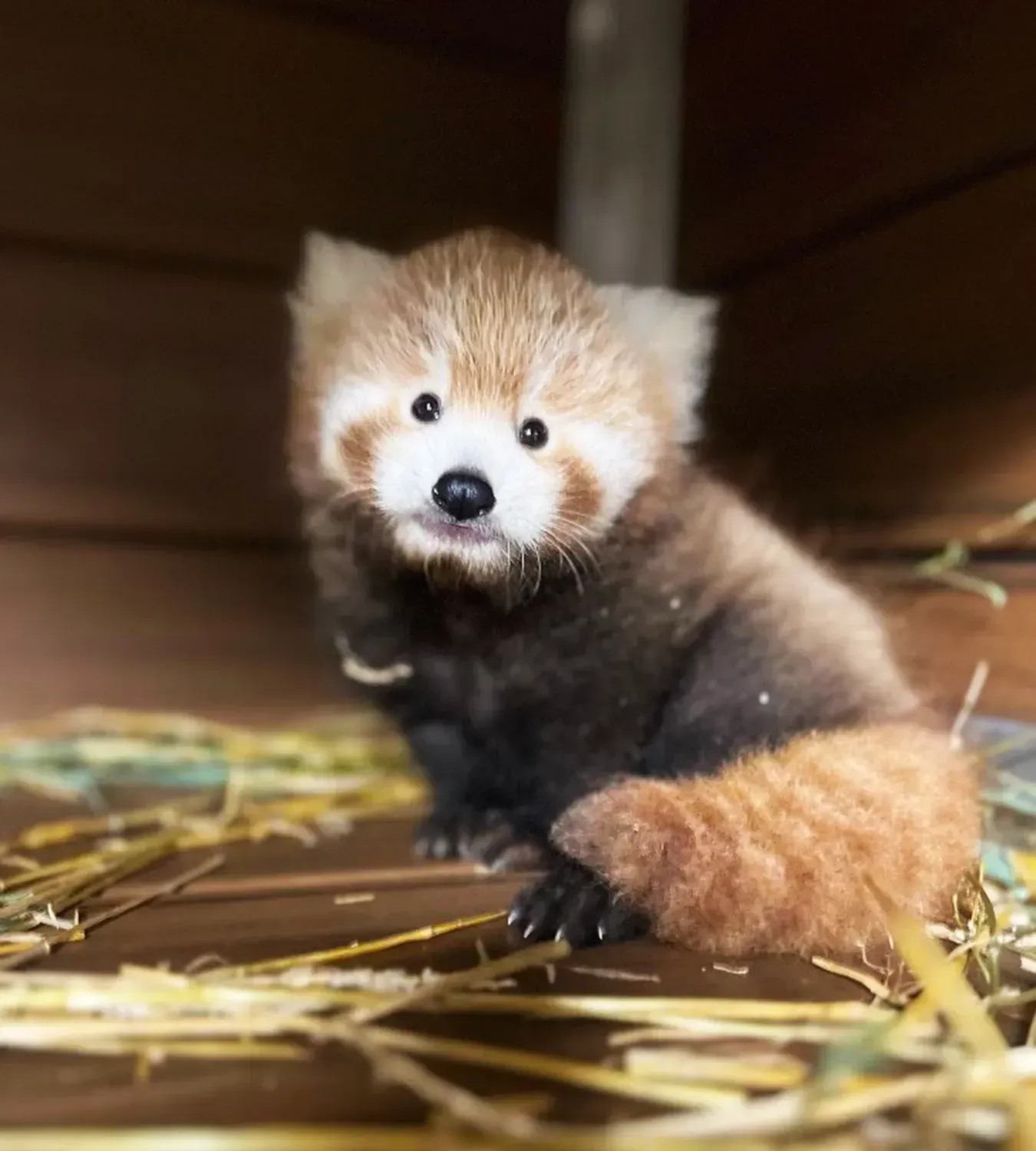 A Delightful New Addition To Our Red Panda Family! - Cleveland Zoo Zoo ...