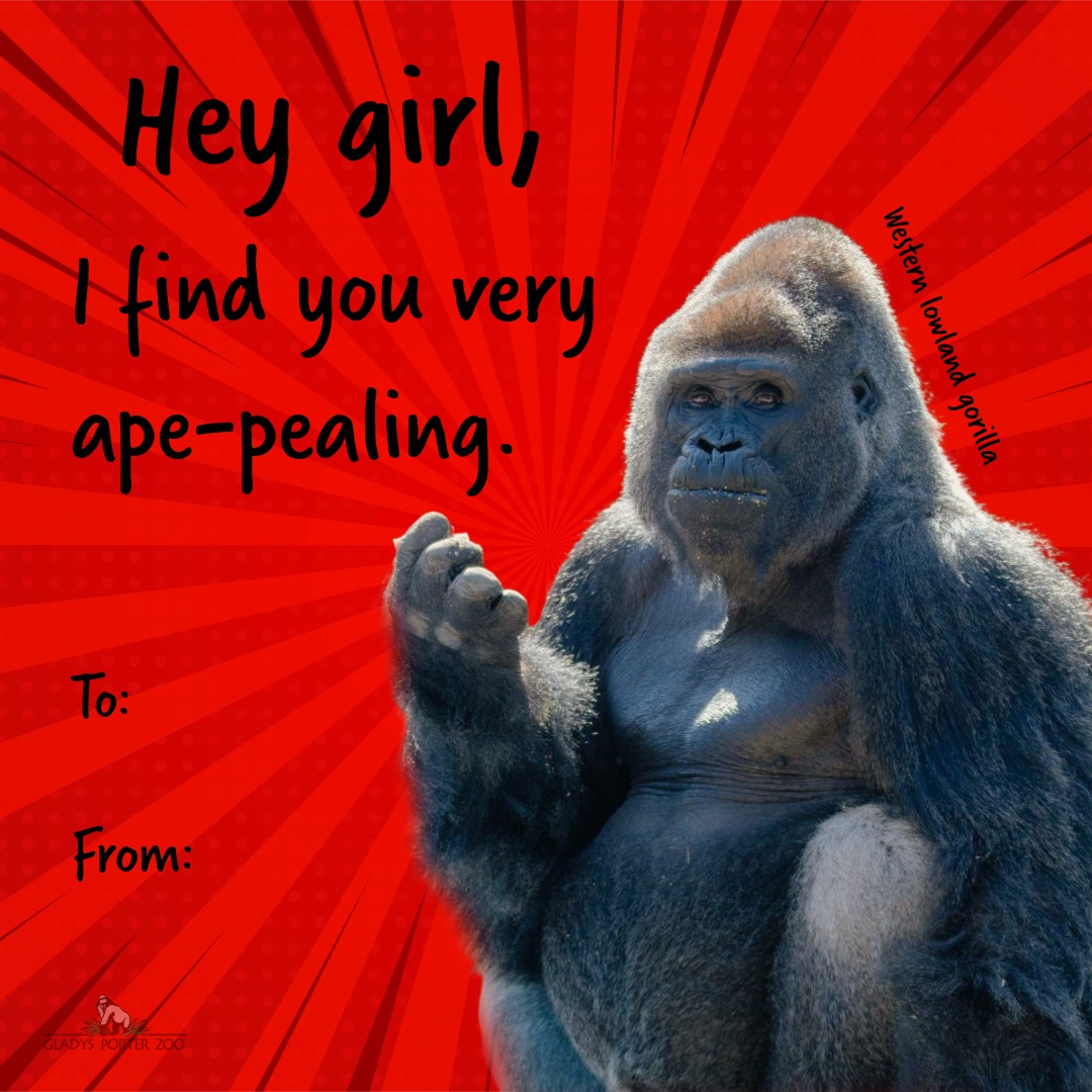 Request More Valentine’s Day Cards For Our IG Followers! - Gladys Porter Zoo Zoo Guide