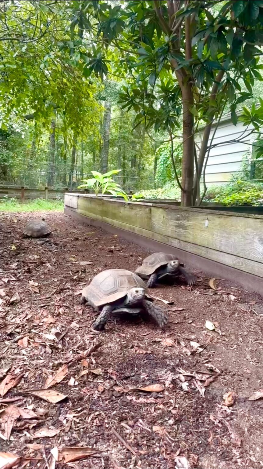 Inside The Turtle Survival Alliance's Conservation Efforts - Turtle ...