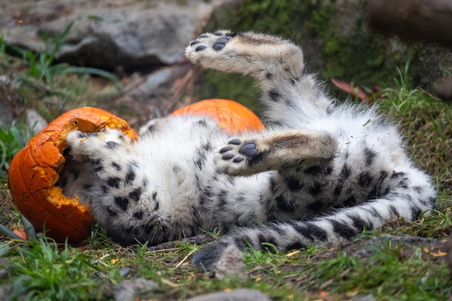 Toe Bean Tuesday: 5 Key Facts About A Brush With Nature - Zoos - USA ...