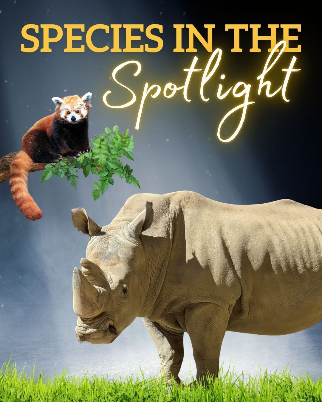 Another Species In The Spotlight This Sunday! Join Us! - Zoos - USA ...