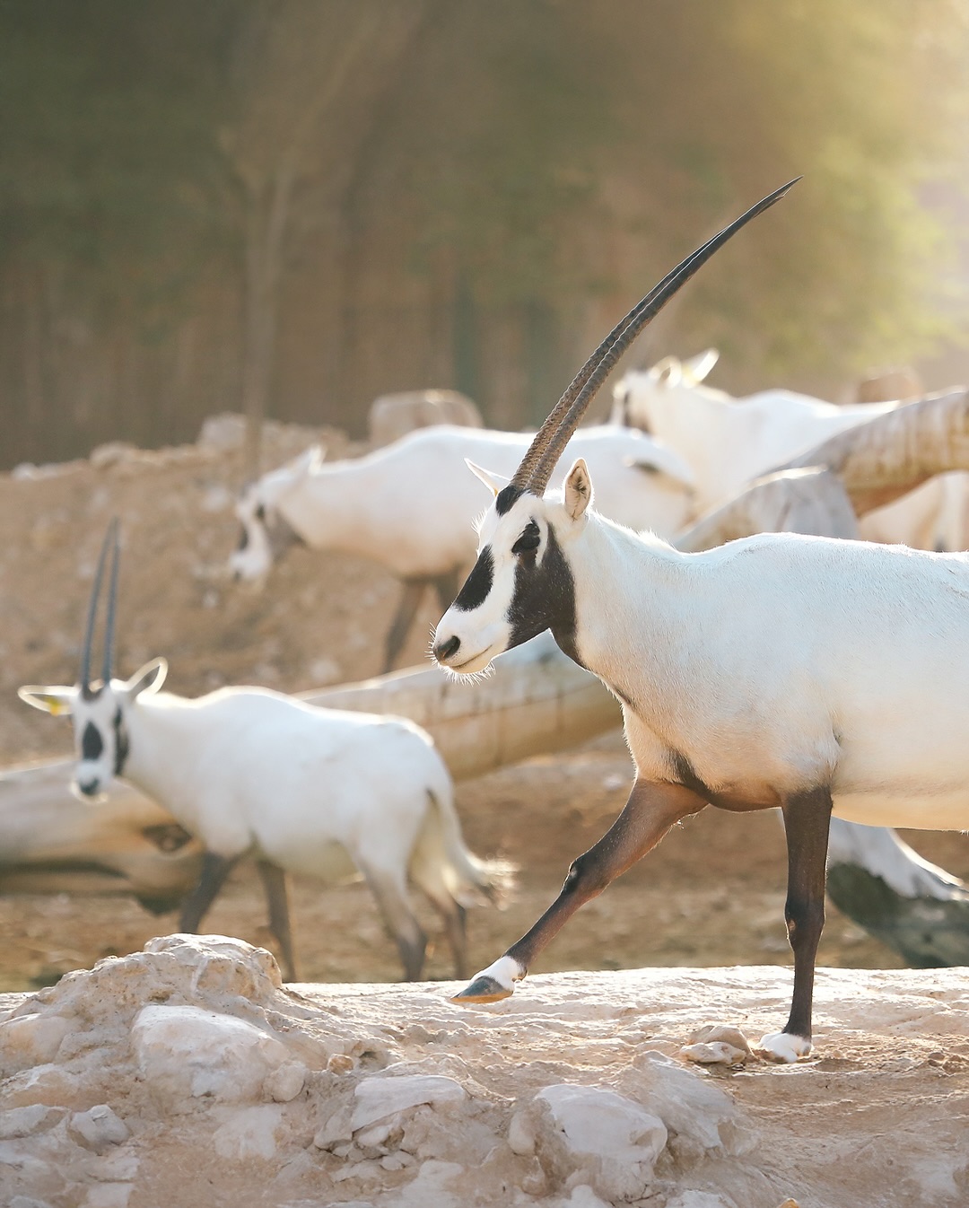 Between Gardens And Pathways: Discover Educational Wonders - Al Ain Zoo ...