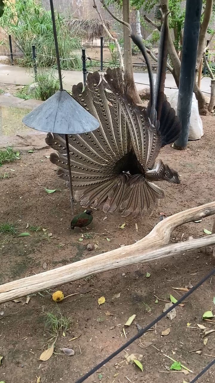 Argus Pheasant's Courtship Dance: A Day Of Display - Zoos - USA ...