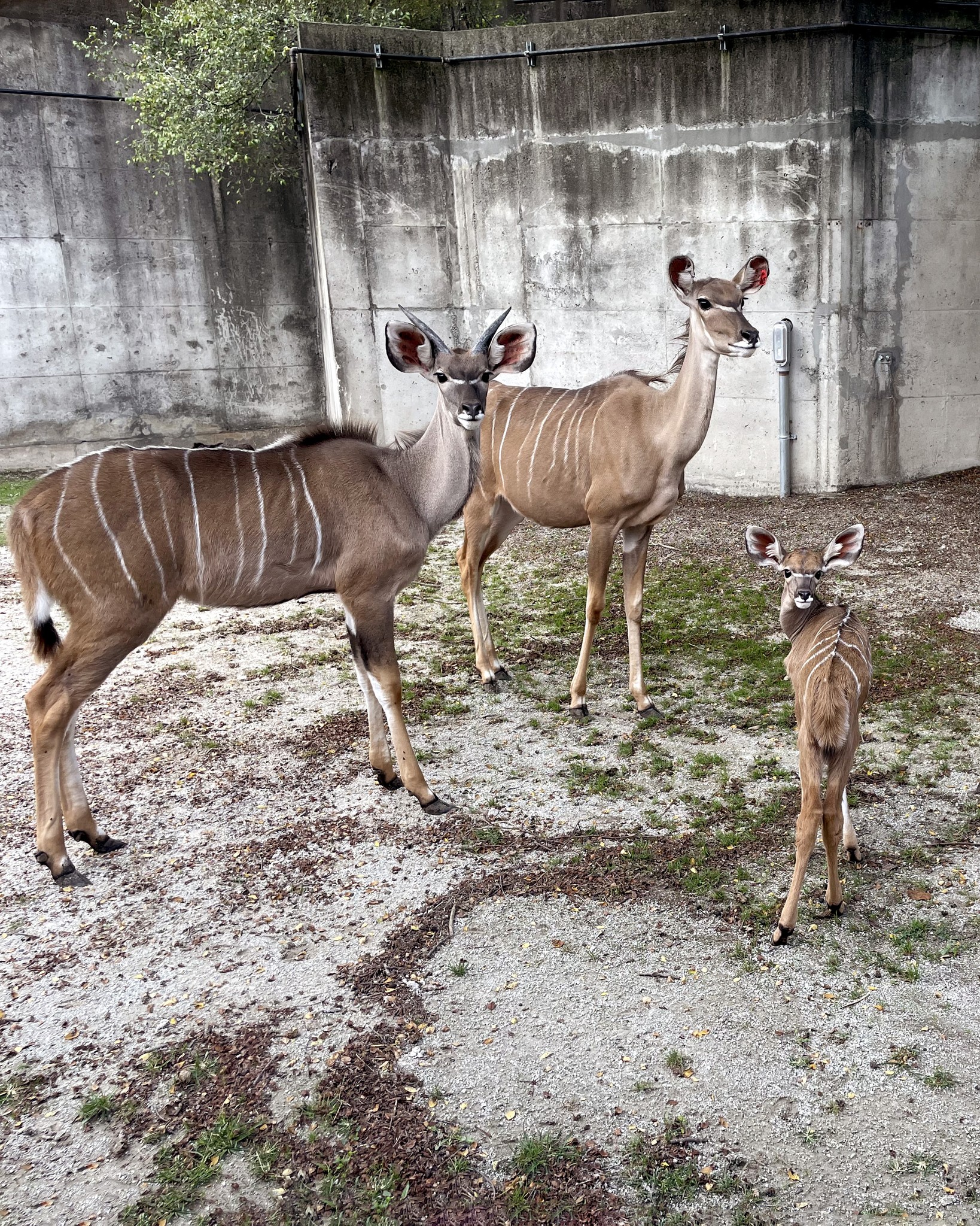 Welcome Our Third Greater Kudu Calf To The Zoo! - Potawatomi Zoo Zoo Guide