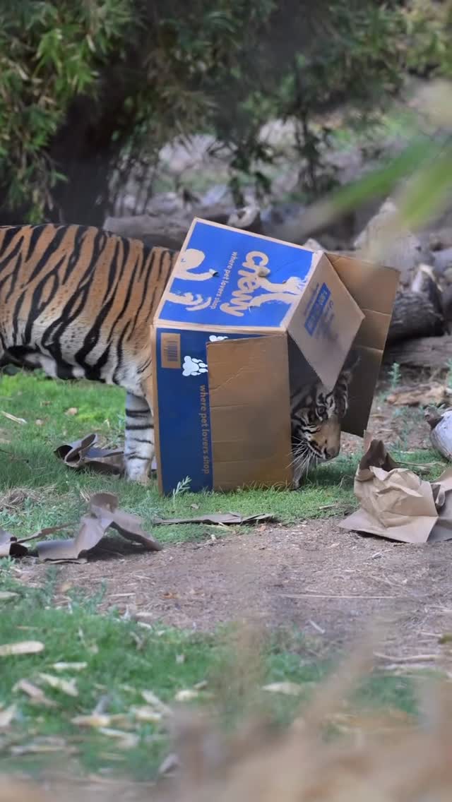 Witnessing Tigers Experience Catnip Zoomies! - Zoos - USA - Arizona - Phoenix Zoo Zoo Guide