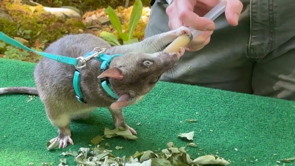 Introducing Giant East African Pouched Rats: Capri And Sun - Oregon Zoo ...