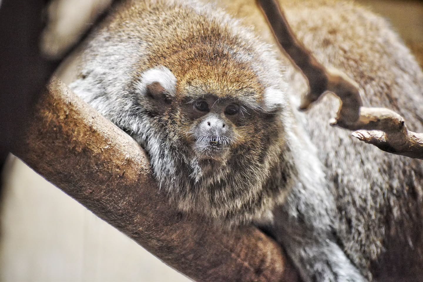 Bolivian Gray Titi Monkey: Key Facts And Insights - Uncategorized Zoo Guide