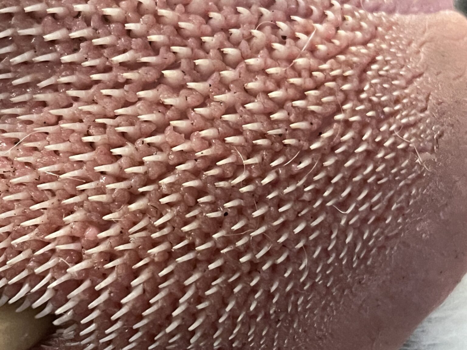 The Fascinating Mechanics Of Cat Tongues - Zoos - USA - Georgia ...