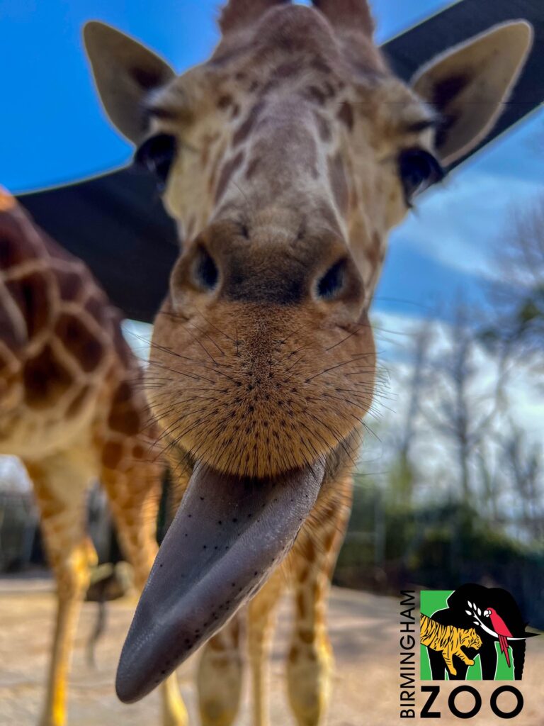 Celebrate World Smile Day At Your Birmingham Zoo! - Zoos - USA ...