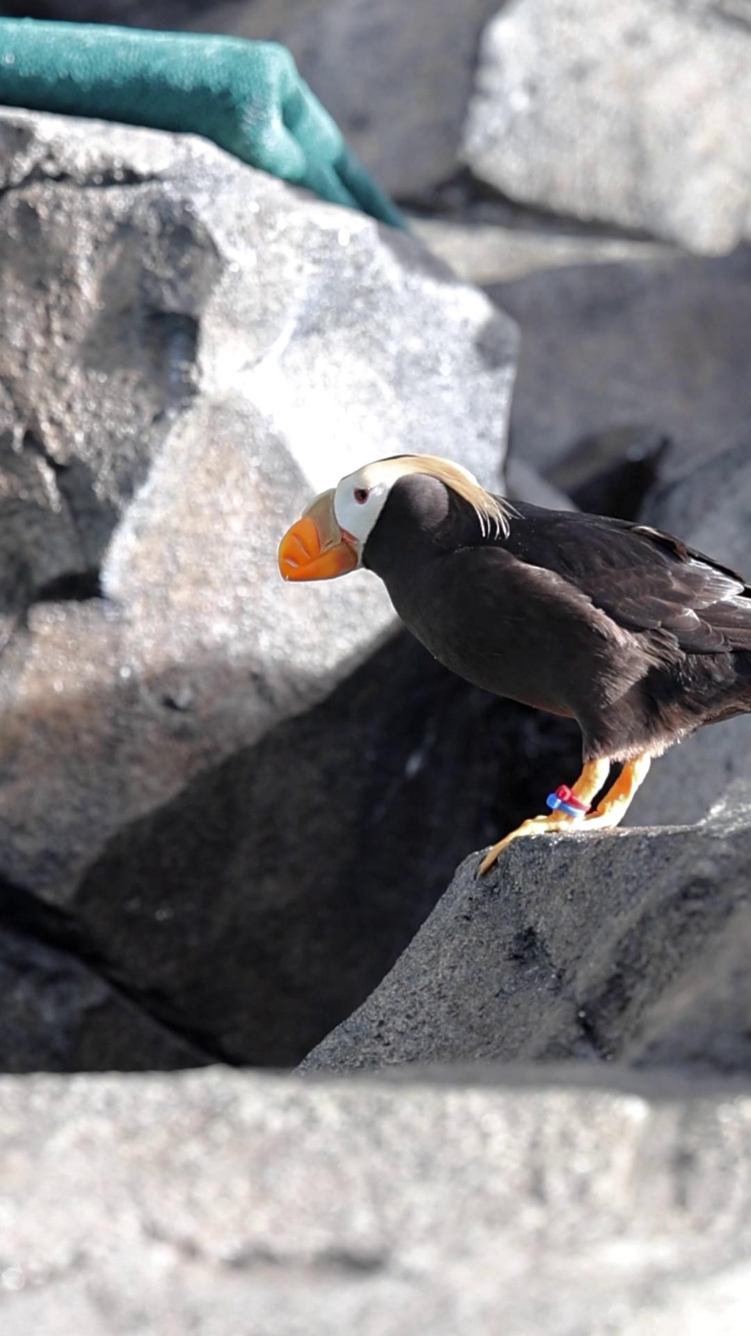 Embracing The Weekend: Lessons From The Tufted Puffin - Zoos - USA ...