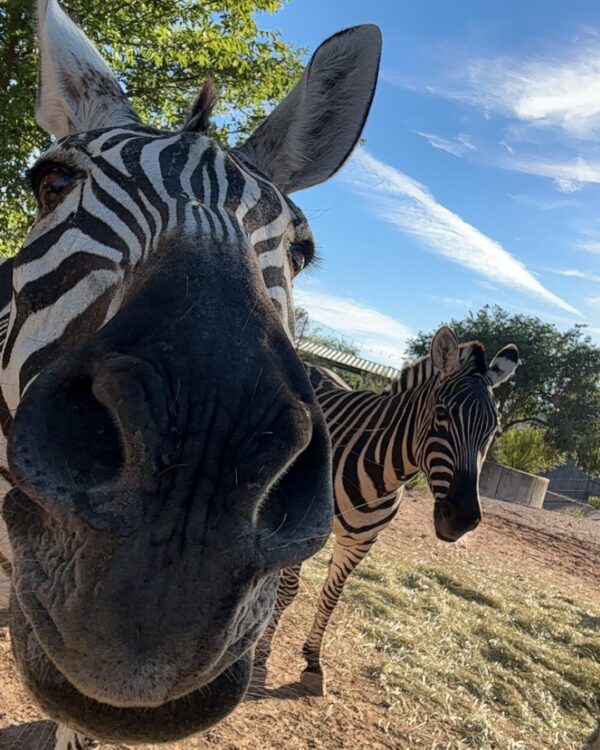 Accidental Front Camera Activation: What To Do Next - Zoos - USA ...