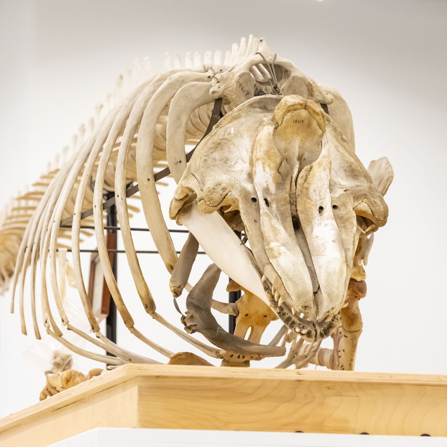 Two Whale Types: Toothed And Baleen Explained - Zoos - USA - Maryland ...