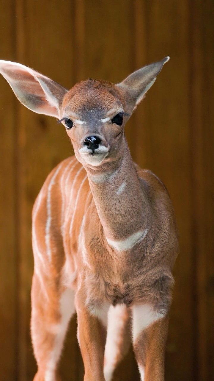 Introducing The Newest Lesser Kudu Calf At The Zoo! - Zoos - USA - Texas - Fort Worth Zoo Zoo Guide