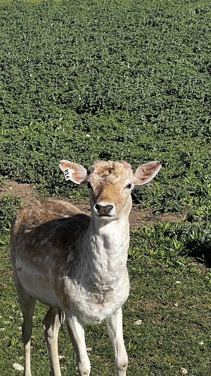 Fallow Deer Shedding Antlers: A Seasonal Process Begins - Fossil Rim ...
