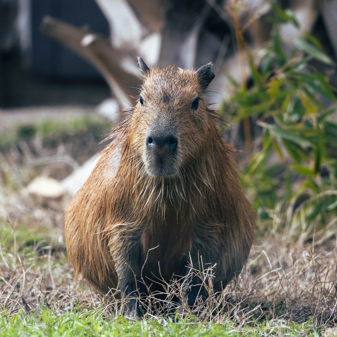 Embrace The Capybara Vibe: A Guide To Calm Living - Zoos - USA - Texas ...