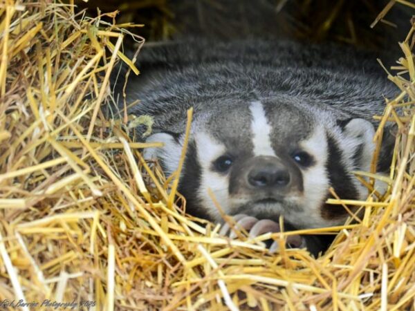 Celebrate National Badger Day: Embrace Comfort And Cozy Vibes! - Dakota ...