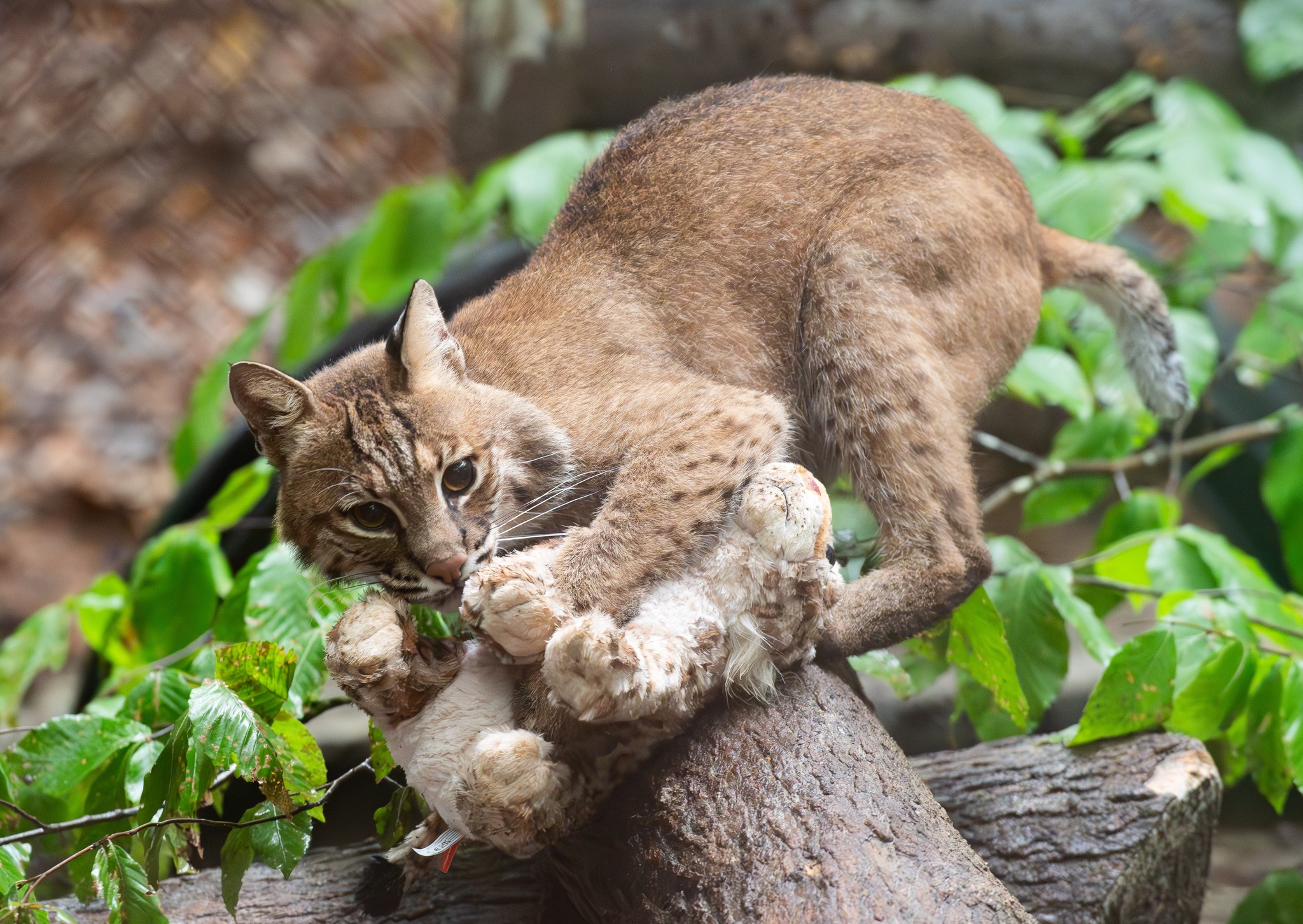 Celebrate National Bobcat Day: Fascinating Bobcat Facts! - Virginia ...