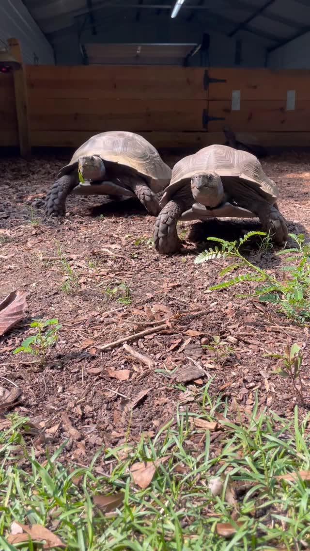 A Typical Day At The Turtle Survival Center: Meet Our Asian Giant ...