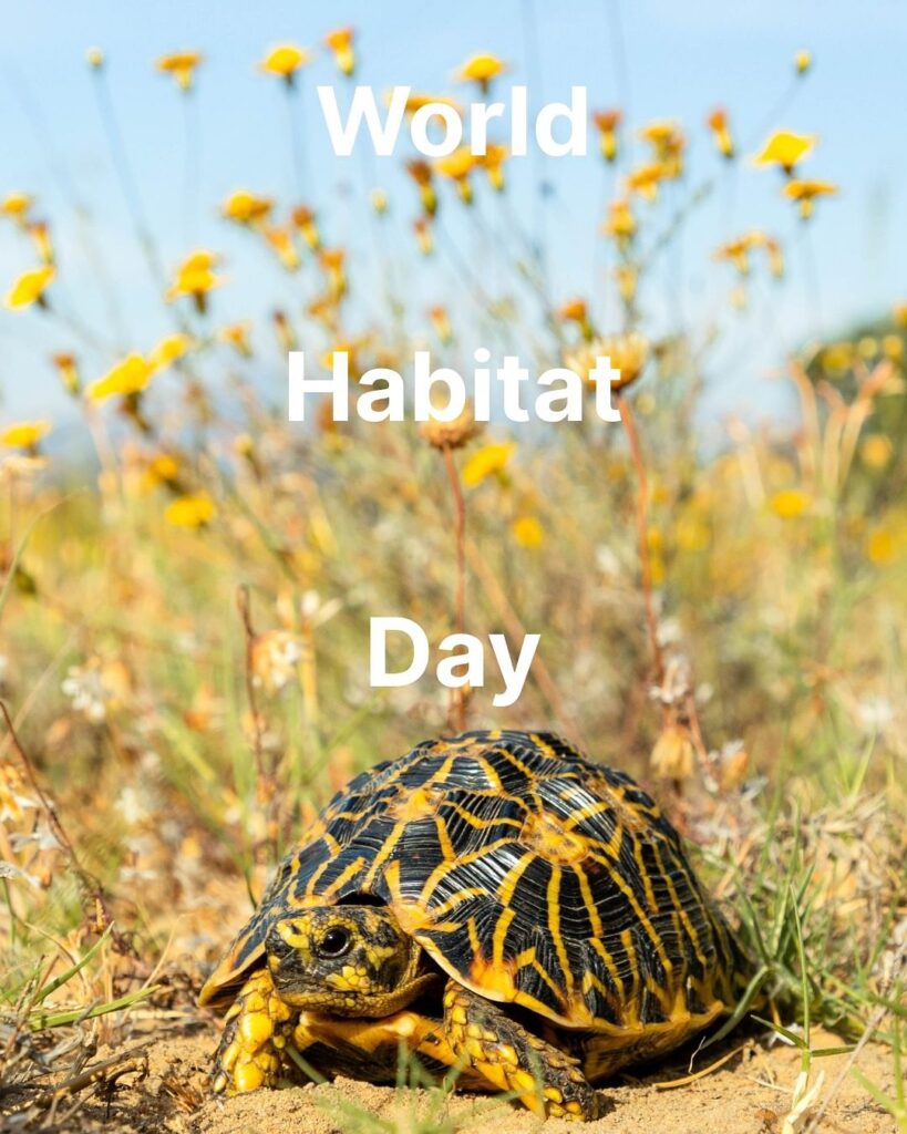 Safeguarding Vital Ecosystems For Earth's Lifeline - Turtle Conservancy ...