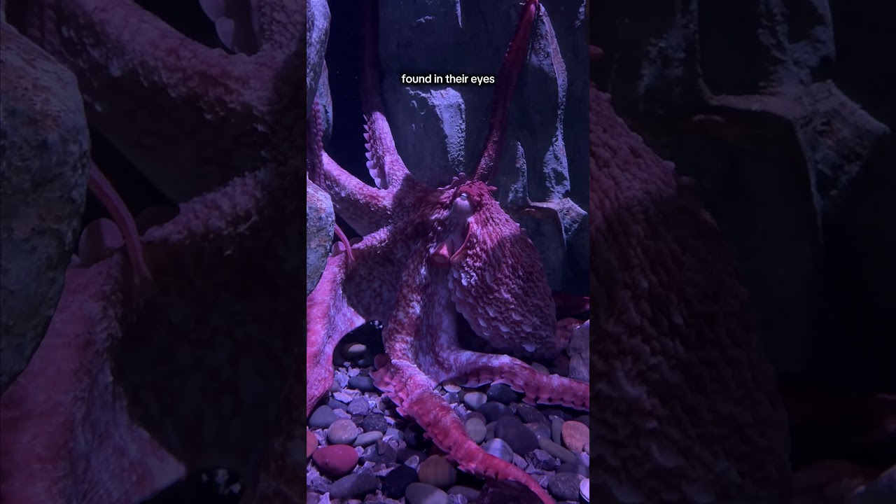 Octopus Vision: Can Their Skin Really See? - Tennessee Aquarium Zoo Guide