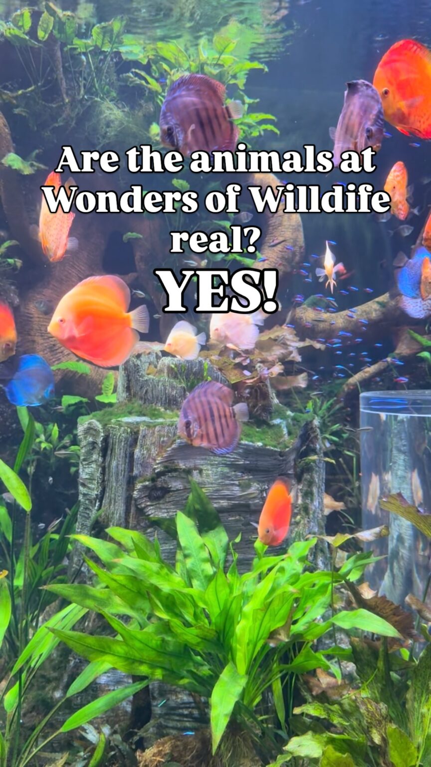 Discover Unique Screen Time Experiences At Wonders Of Wildlife ...