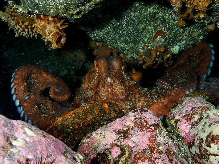 Celebrate World Octopus Day On October 8th! - Seattle Aquarium Zoo Guide