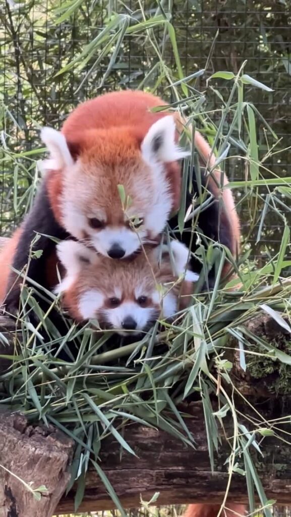 Red Panda Ember Explores Her Outdoor Environment After Birth - Zoos - USA - New York - Trevor ...