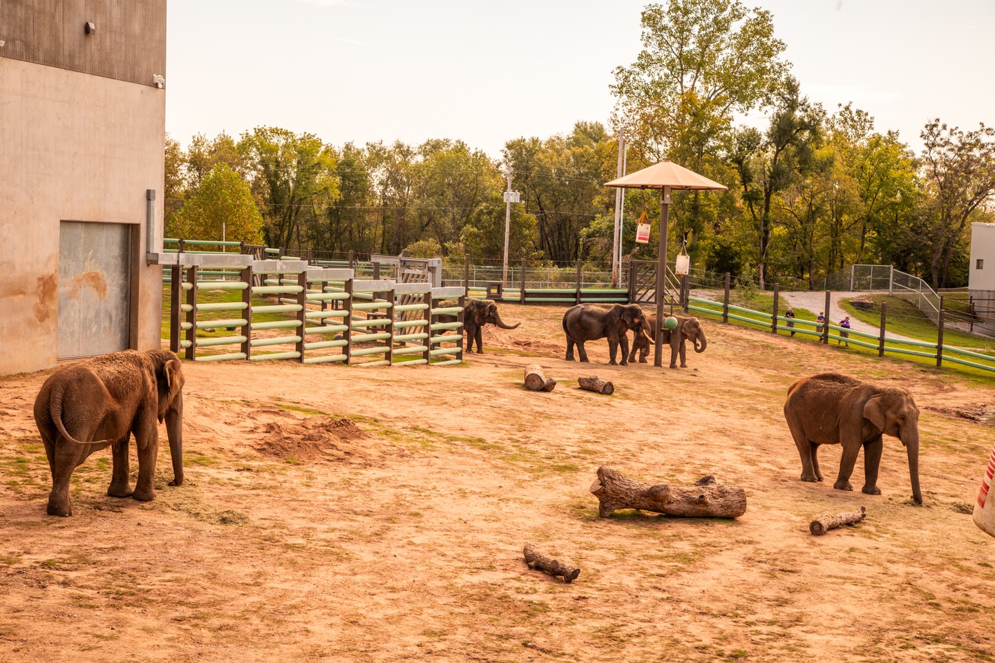 Tulsa Zoo's 70-Year Legacy Of Caring For Asian Elephants - Tulsa Zoo ...