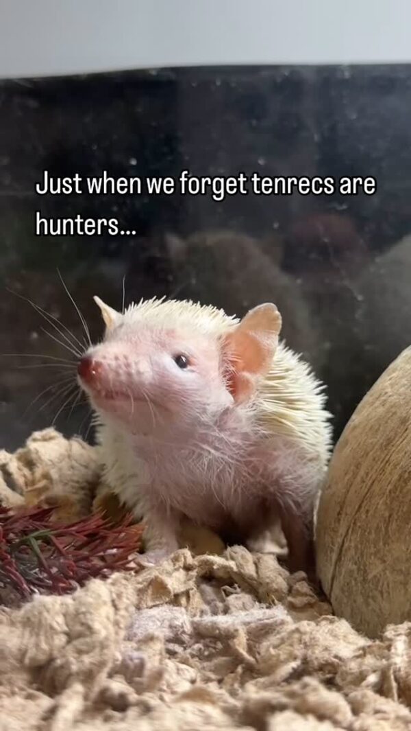 Crickets In A Tenrec's Habitat: A Dinner Bell Effect - Topeka Zoo Zoo Guide