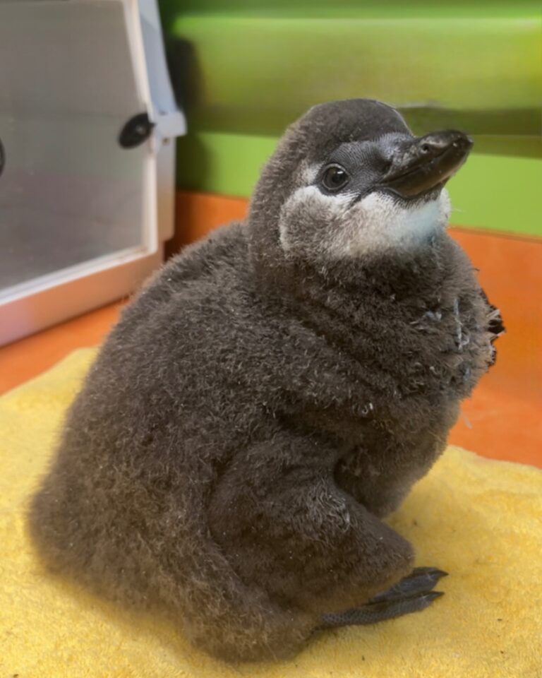 Throwback To Baby Smoky: An Adorable Little Penguin! - Ripley's ...
