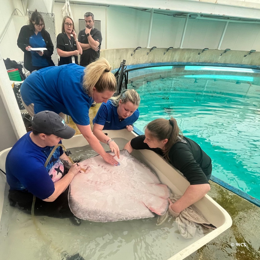 National Veterinary Technician Week: Celebrating Their Vital Role - New ...