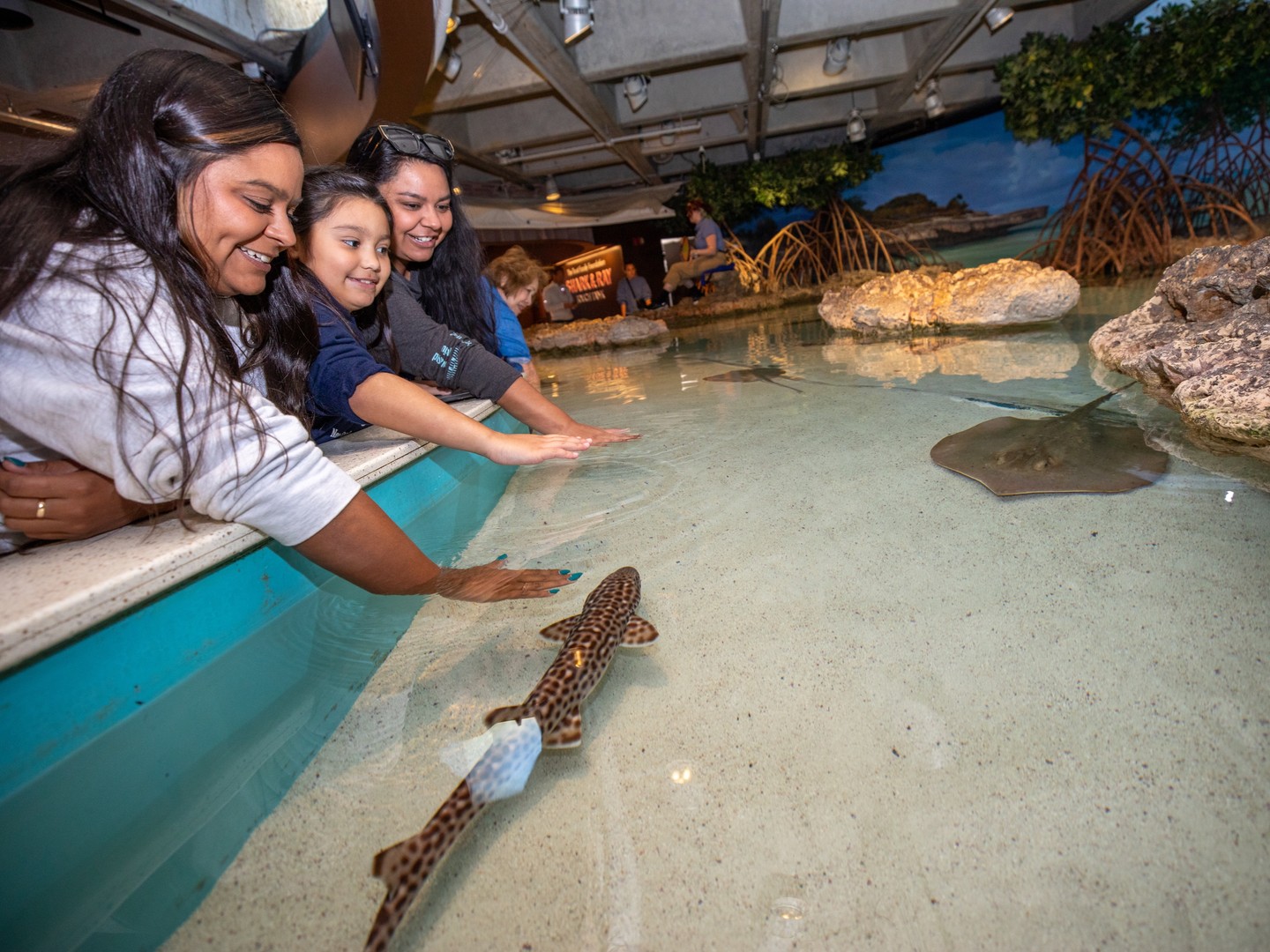 Visit Sharks And Rays Anytime With Your Family: Here's How! - New ...