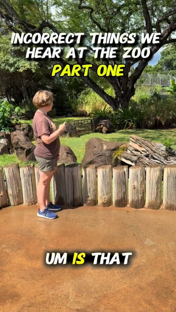 Is That A Rock? Discover The Camouflaged Tortoise! - Honolulu Zoo Zoo Guide