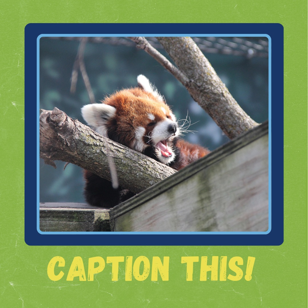 Caption This! “When You Realize It’s Monday Again…” Your Turn! - Henry Vilas Zoo Zoo Guide