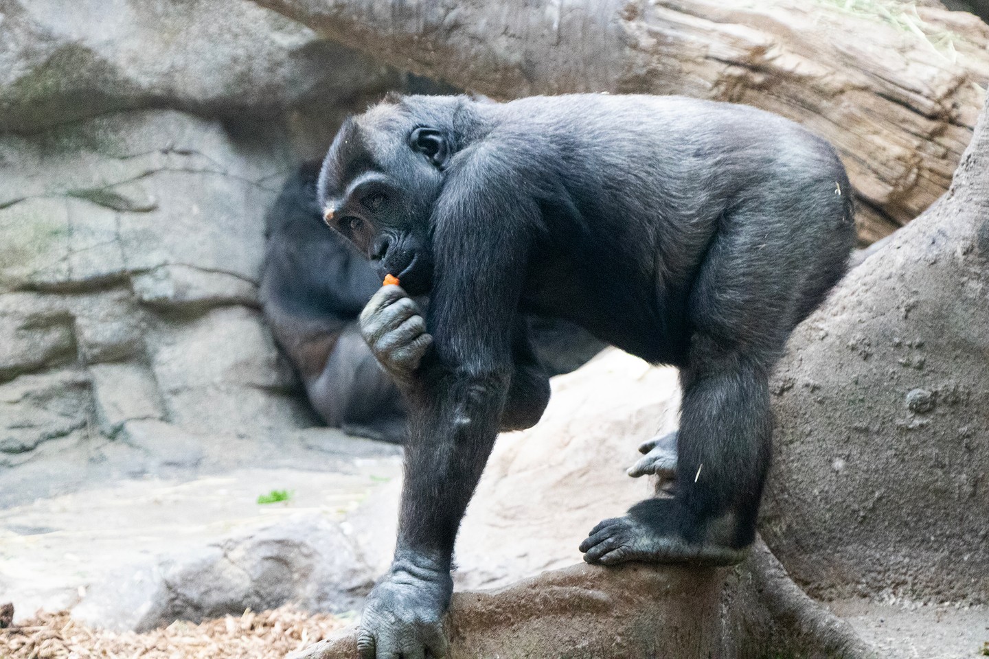 Celebrating Pablo's 5th Birthday: A Milestone For Our Gorilla ...