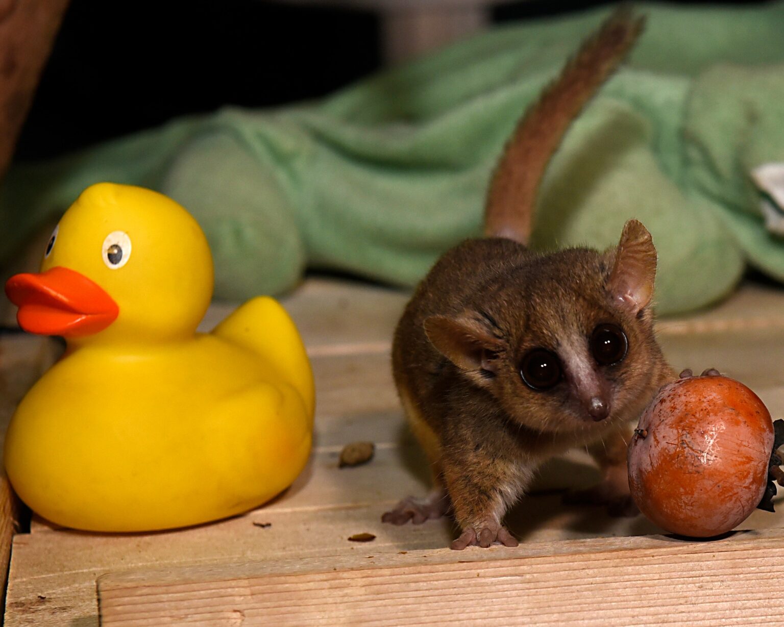 How Small Is A Gray Mouse Lemur? Understanding Its Size - Duke ...