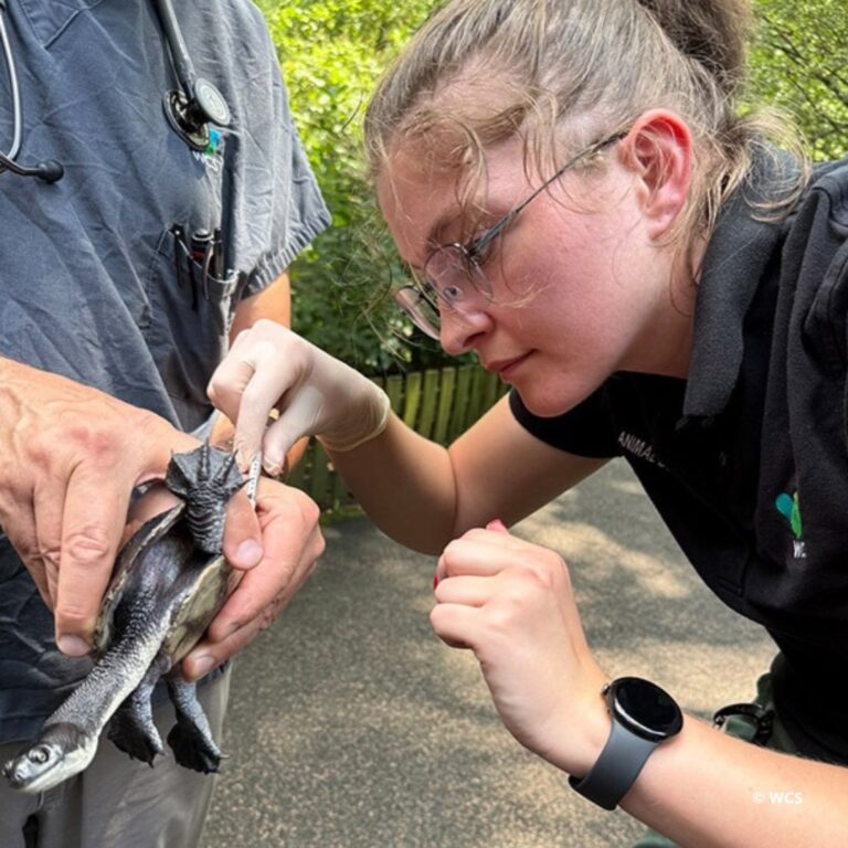 Celebrate National Veterinary Technician Week And Their Impact ...