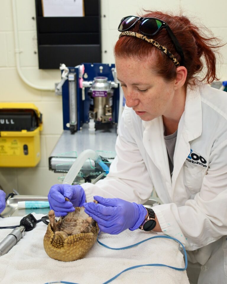 Celebrate Registered Veterinary Technologists This October ...