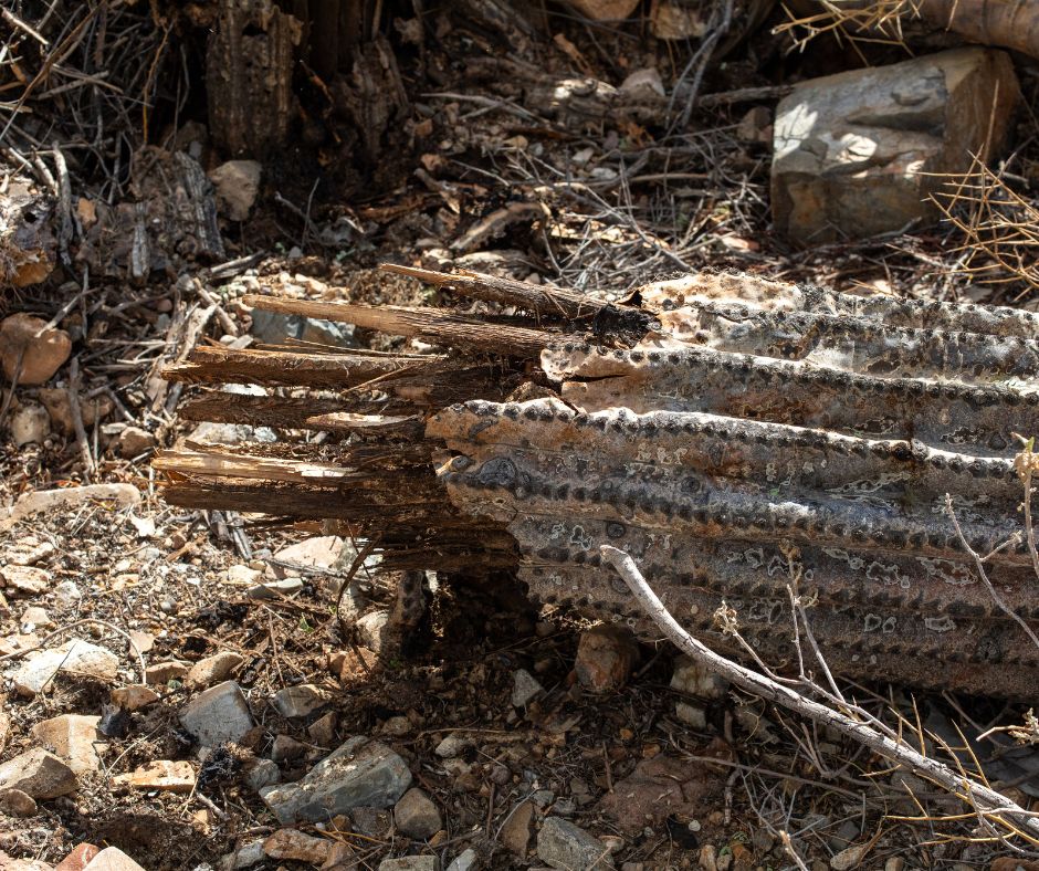 Fall Is Approaching: Changes In The Sonoran Desert Climate - Arizona ...