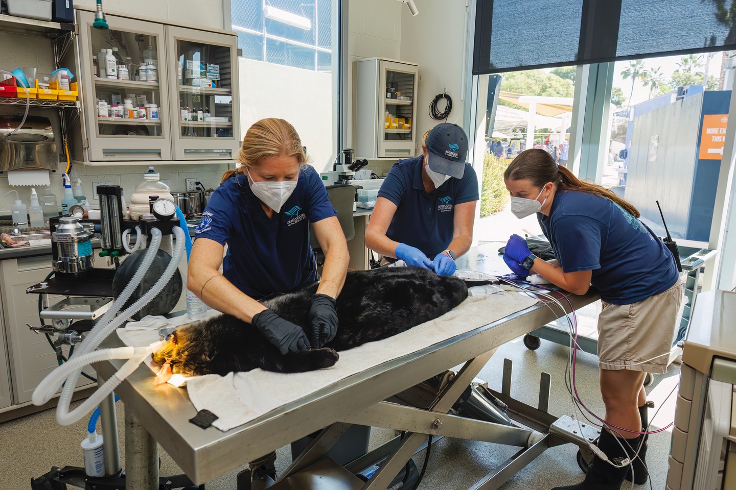 Vital Care For 12,000 Animals By Our Dedicated Veterinary Technicians ...