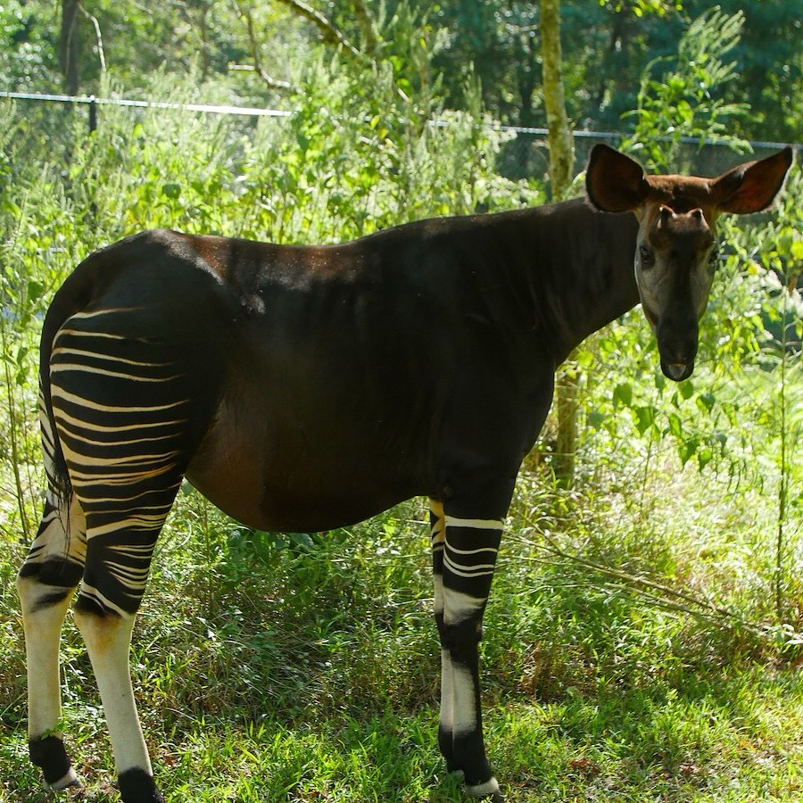 World Okapi Day: Exciting News About Asili Awaits! - Audubon Zoo Zoo Guide