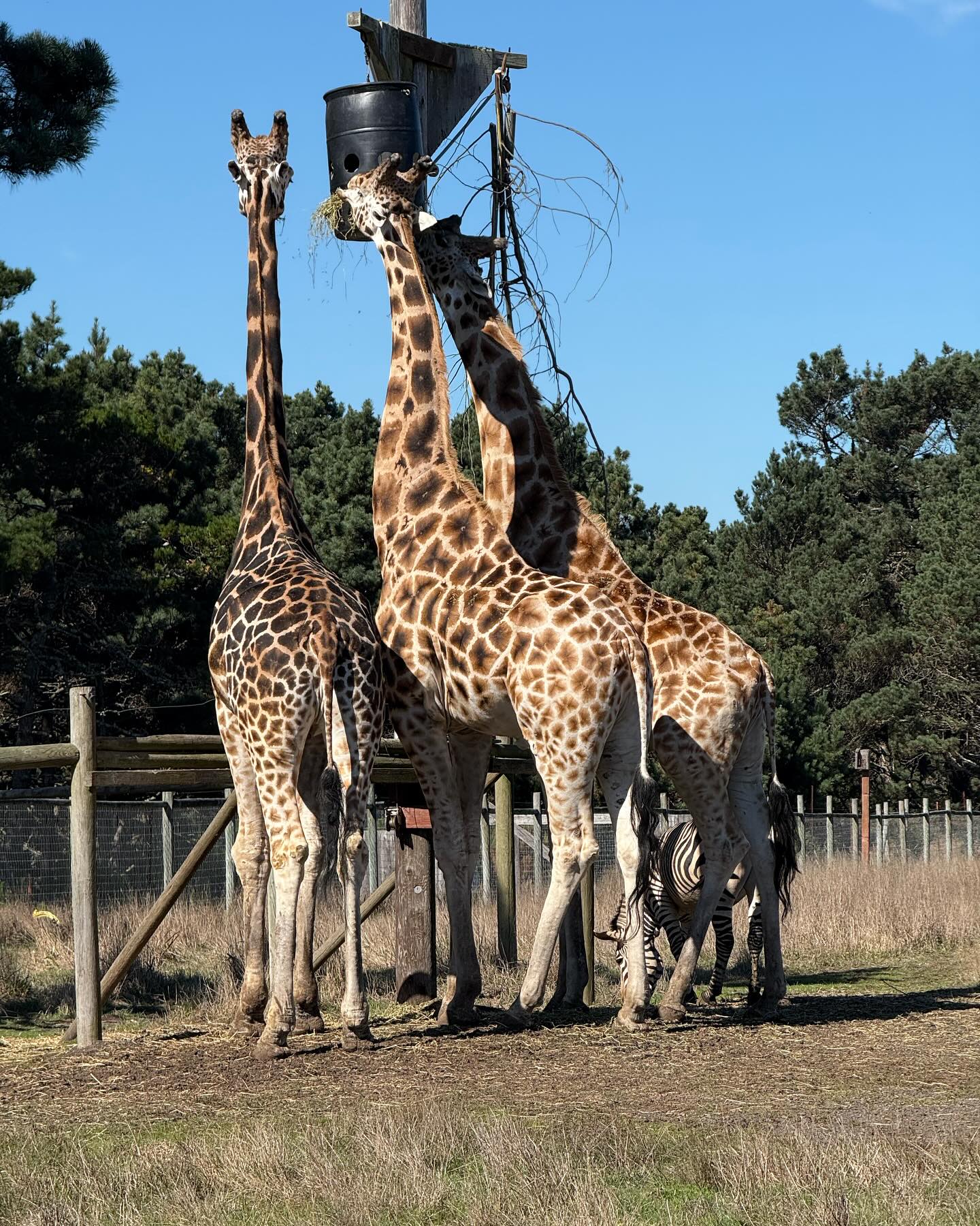 Zebra Friend Spotted With Our Giraffe Boys! - B. Bryan Preserve Zoo Guide