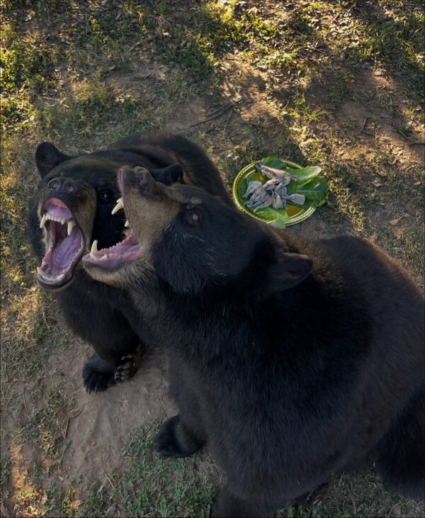 Exploring Frog Legs: A Culinary Experience At TCU - Zoos - USA - Texas ...