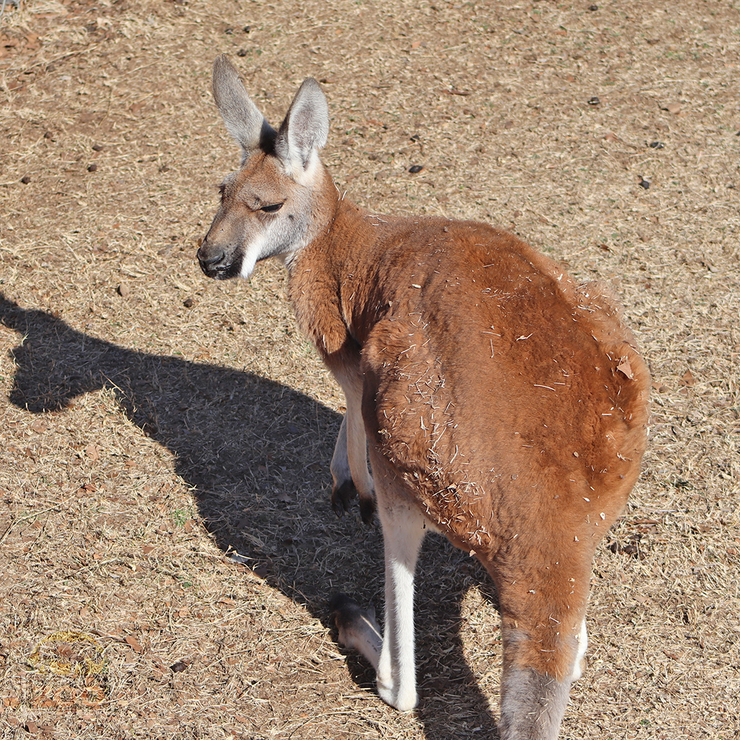 Hop-Py World Kangaroo Day! Celebrating Our Kangaroo Friends! - Rolling ...