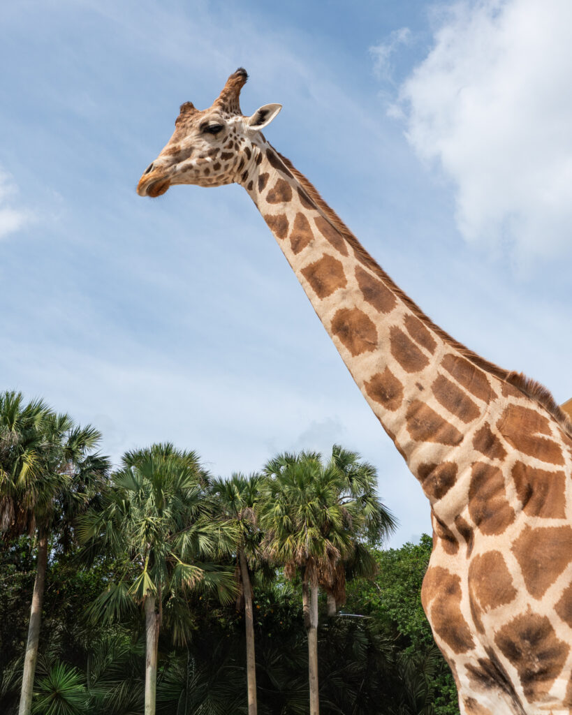 Are Giraffes Like Zuri Taller Than Palm Trees? - Zoos - USA - Florida ...