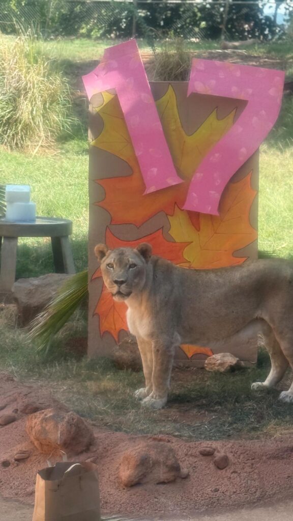 Moxy The African Lioness Celebrates Her 17th Birthday! - Honolulu Zoo ...